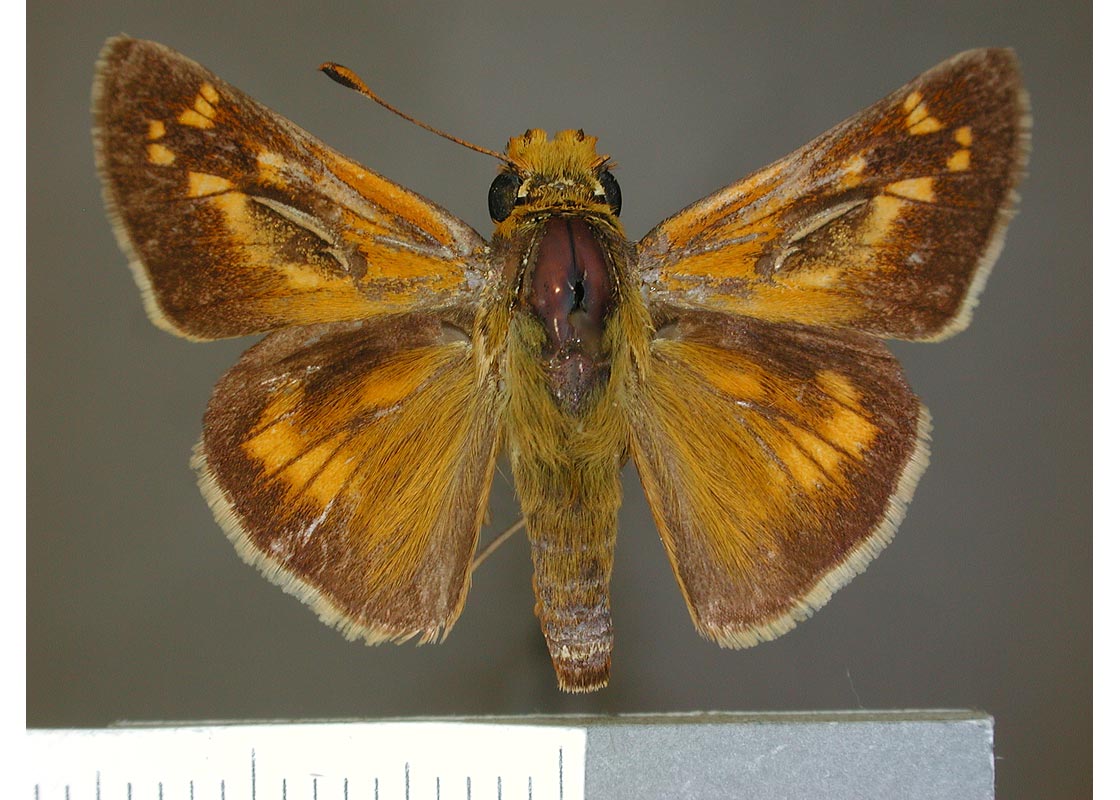 Hesperia l. leonardus (type specimens, page 2)